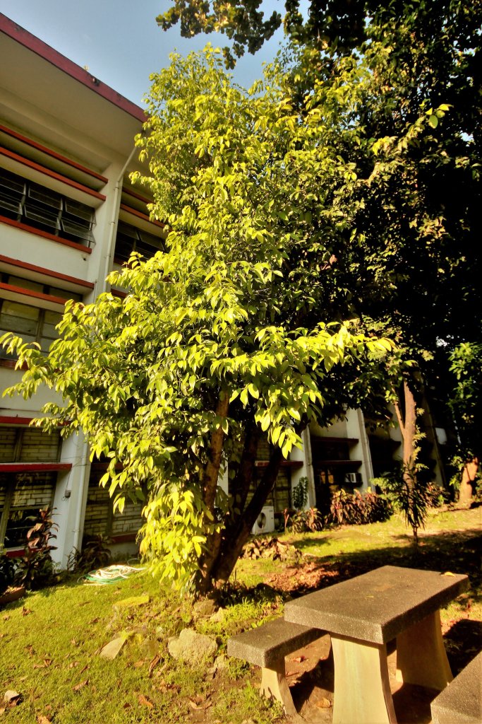 kalingag tree – University of the Philippines