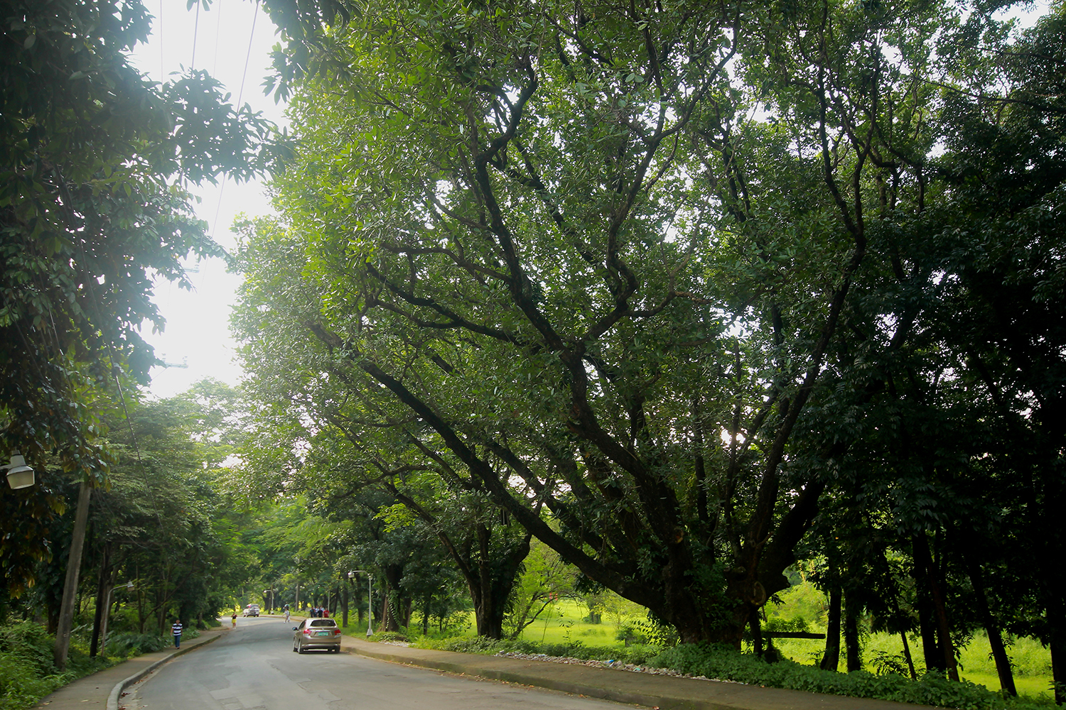 The Stories of the Old Trees of UPD - University of the Philippines