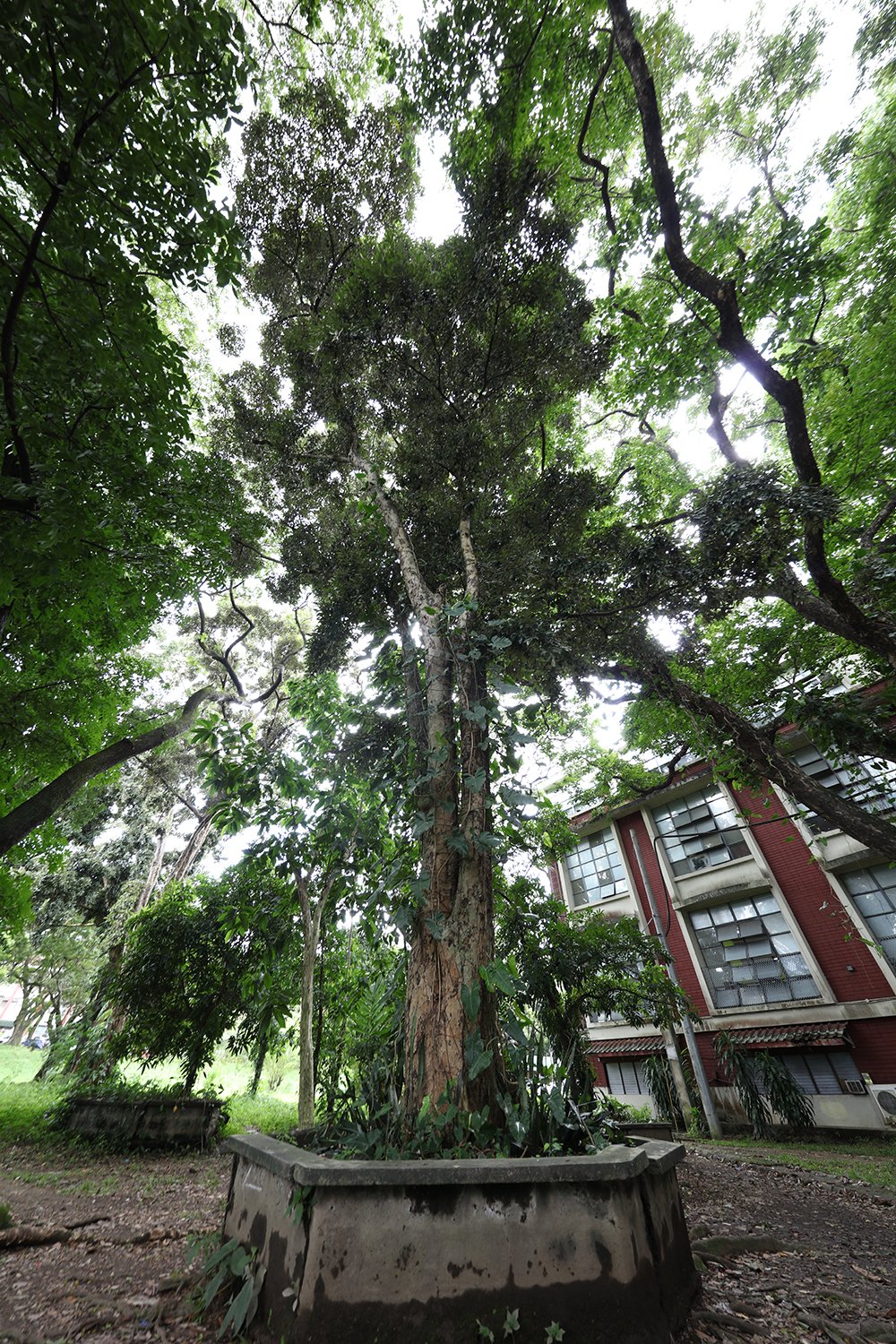 The Stories of the Old Trees of UPD - University of the Philippines