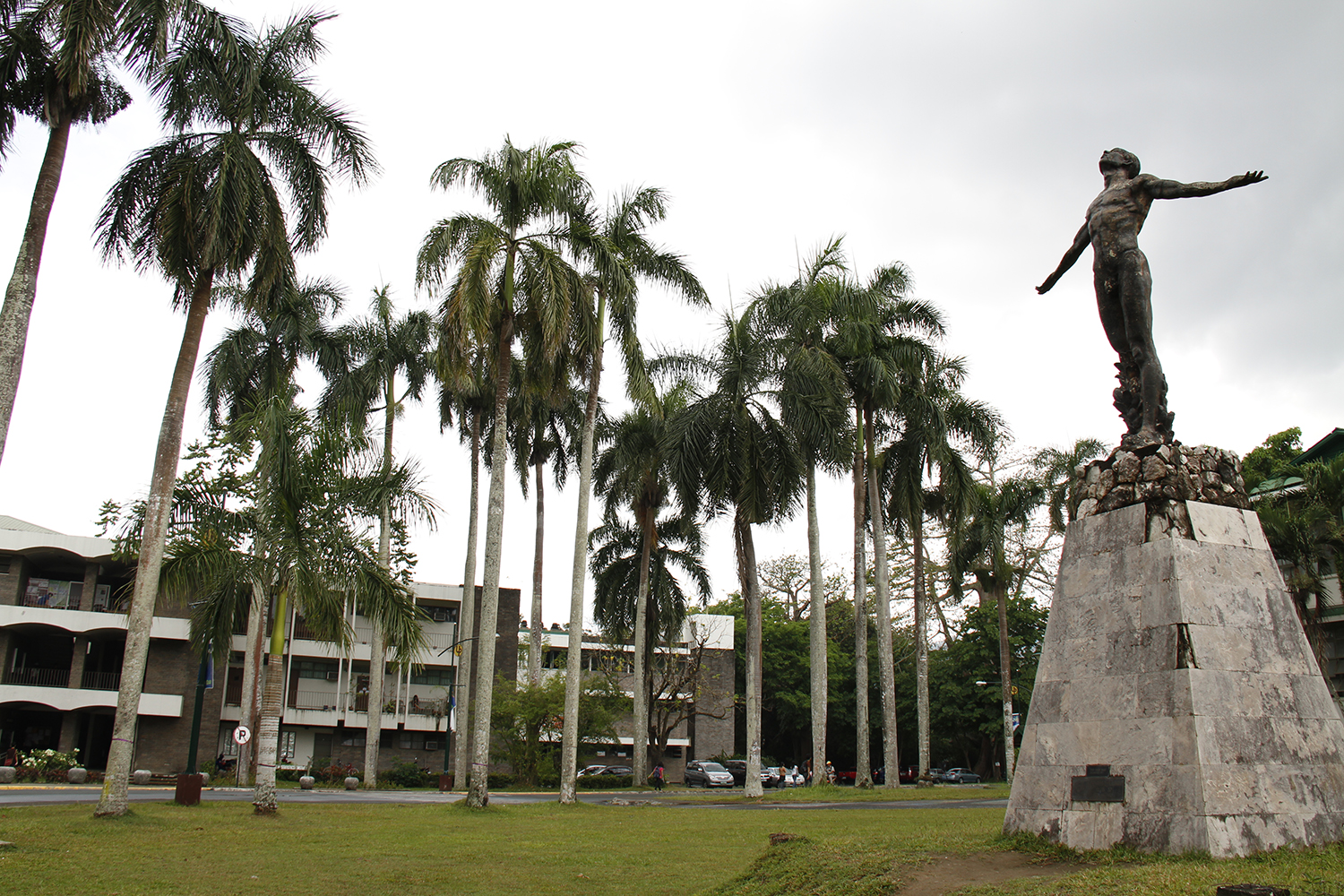 The trees that line UP memories – University of the Philippines