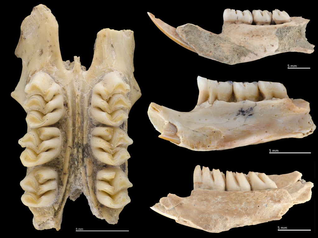 Breakthrough: Extinct giant rodents discovered in the Philippines ...