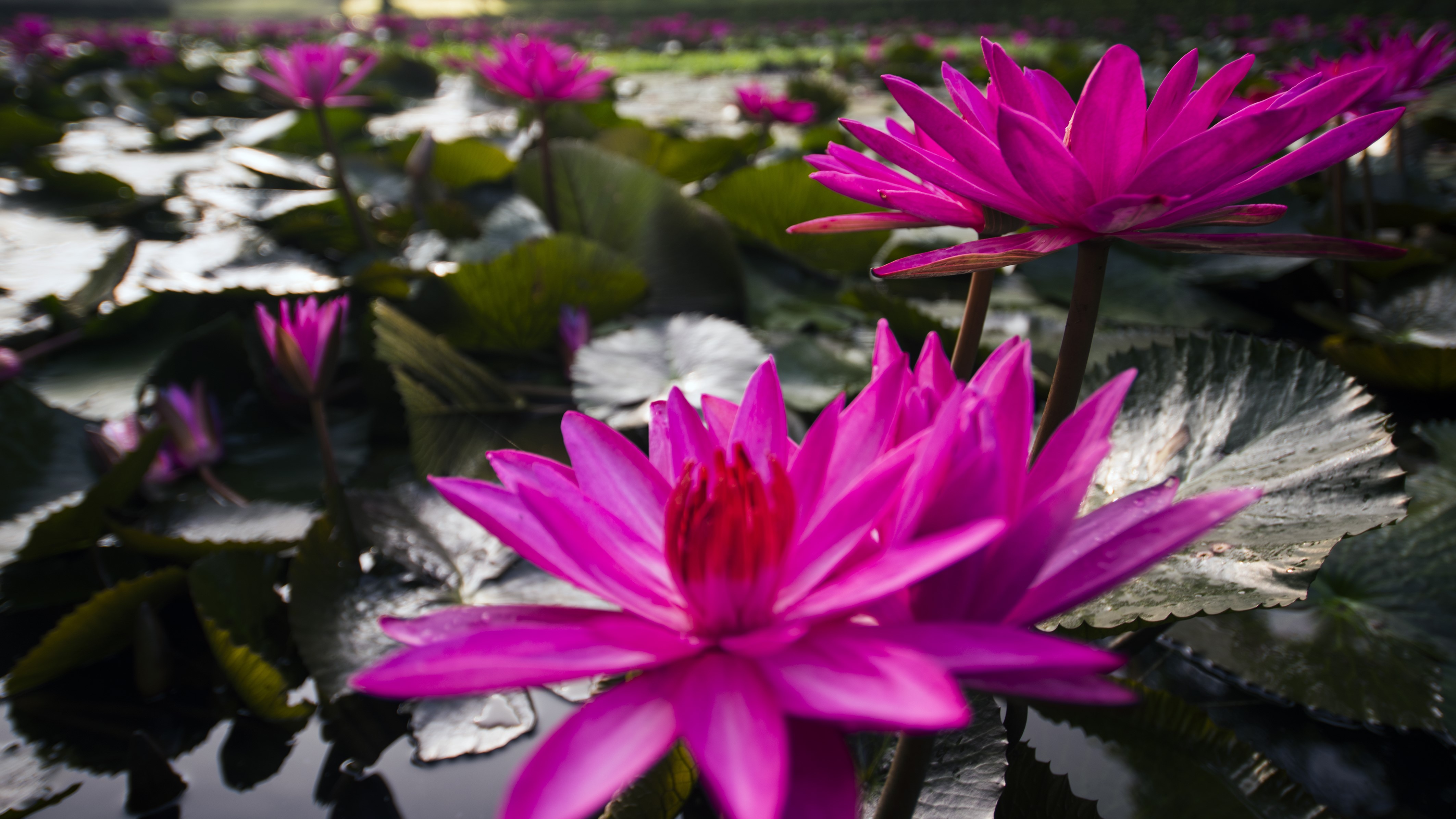 Green UP: A UP System Action Plan for Environmental Sustainability ...