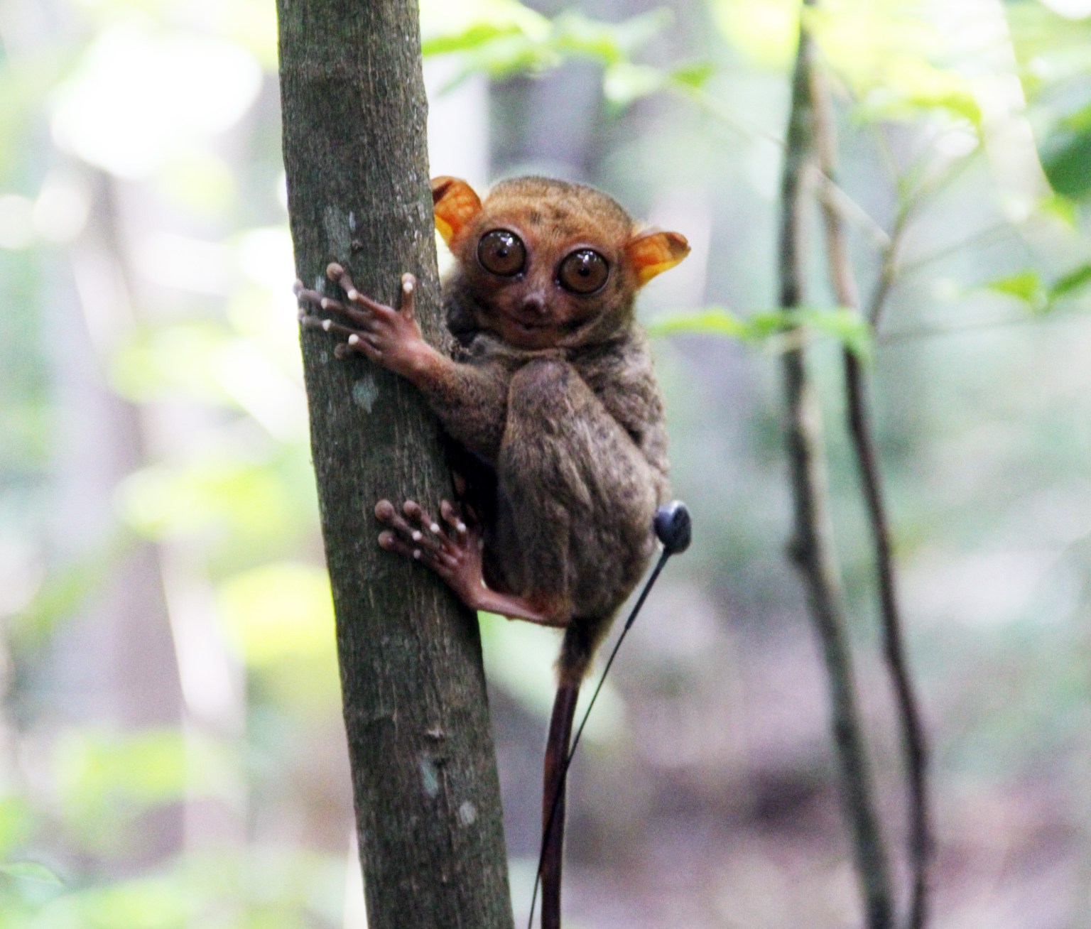 Deep in a southern forest, Philippine Tarsiers are no longer solitary ...