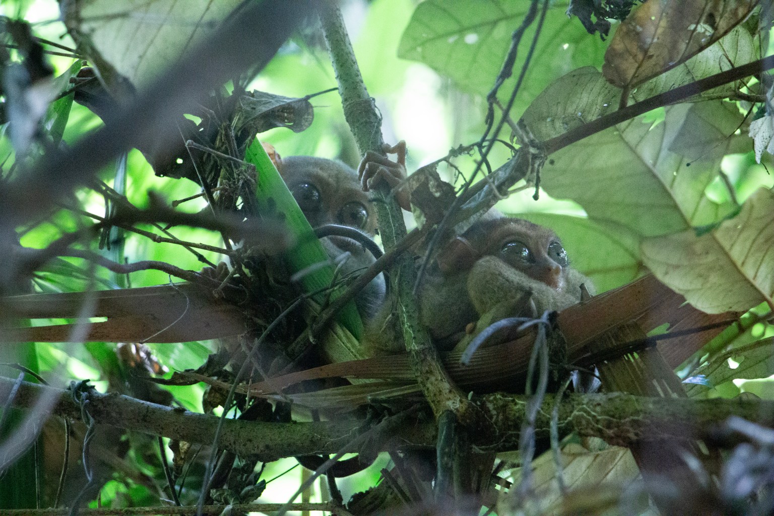 Deep in a southern forest, Philippine Tarsiers are no longer solitary ...