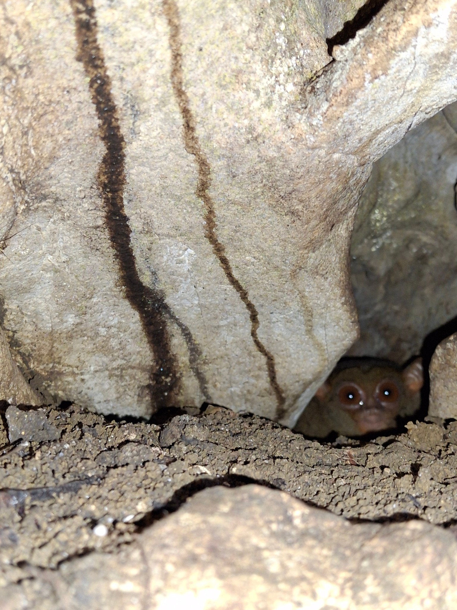Deep in a southern forest, Philippine Tarsiers are no longer solitary ...