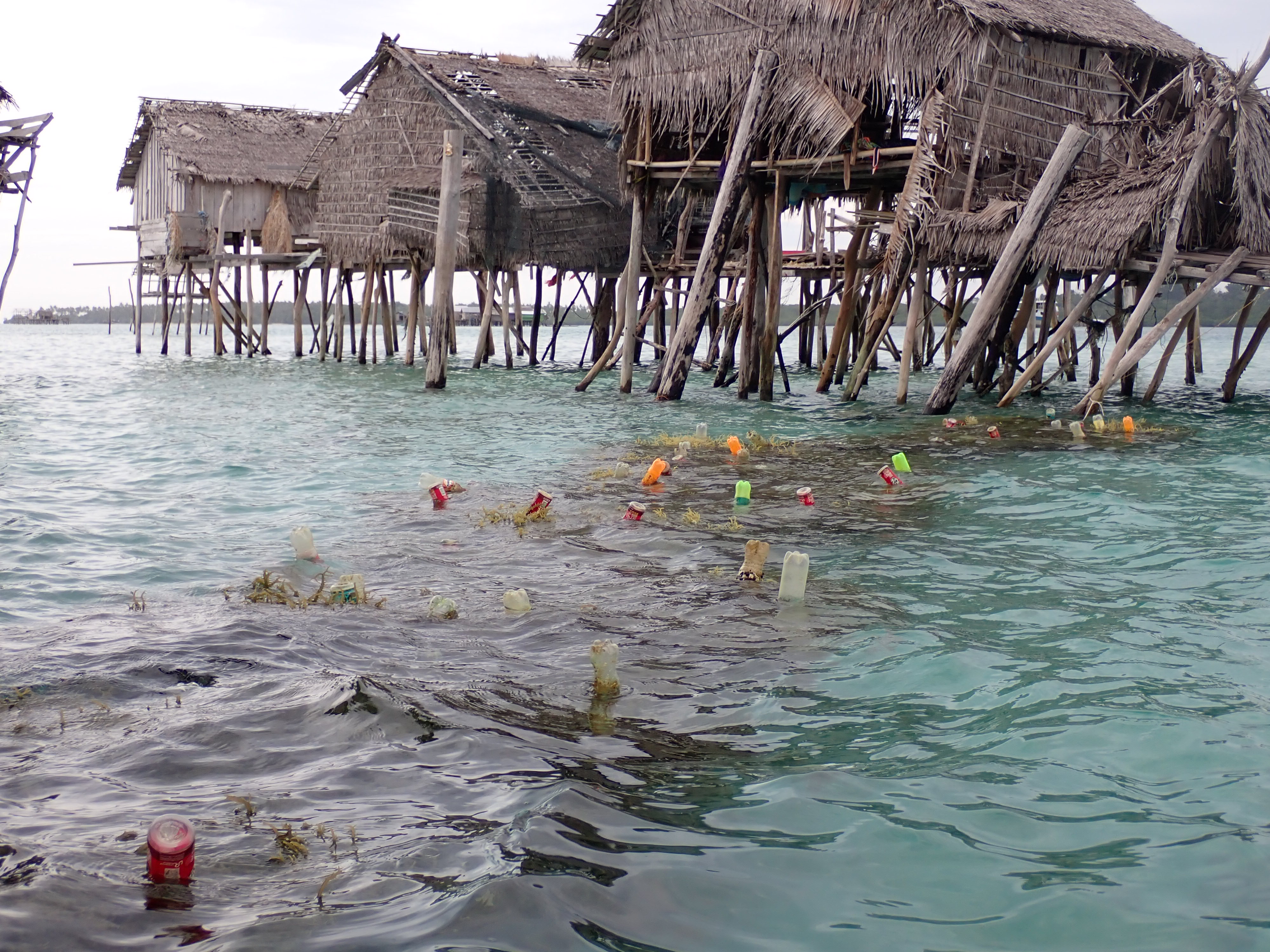 Wild again: How this nursery is revitalizing our seaweed industry ...